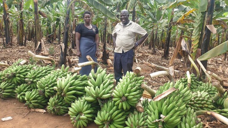 Mateete Microfinance - ENVEST